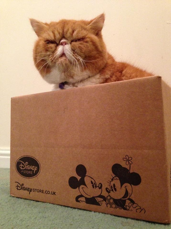 Adorable Pictures of Cats in Boxes (33 Photos)