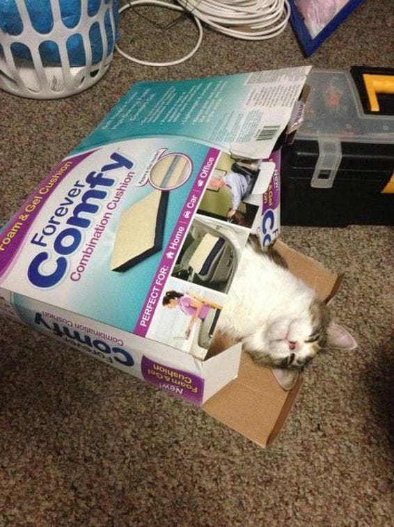 Adorable Pictures of Cats in Boxes (33 Photos)