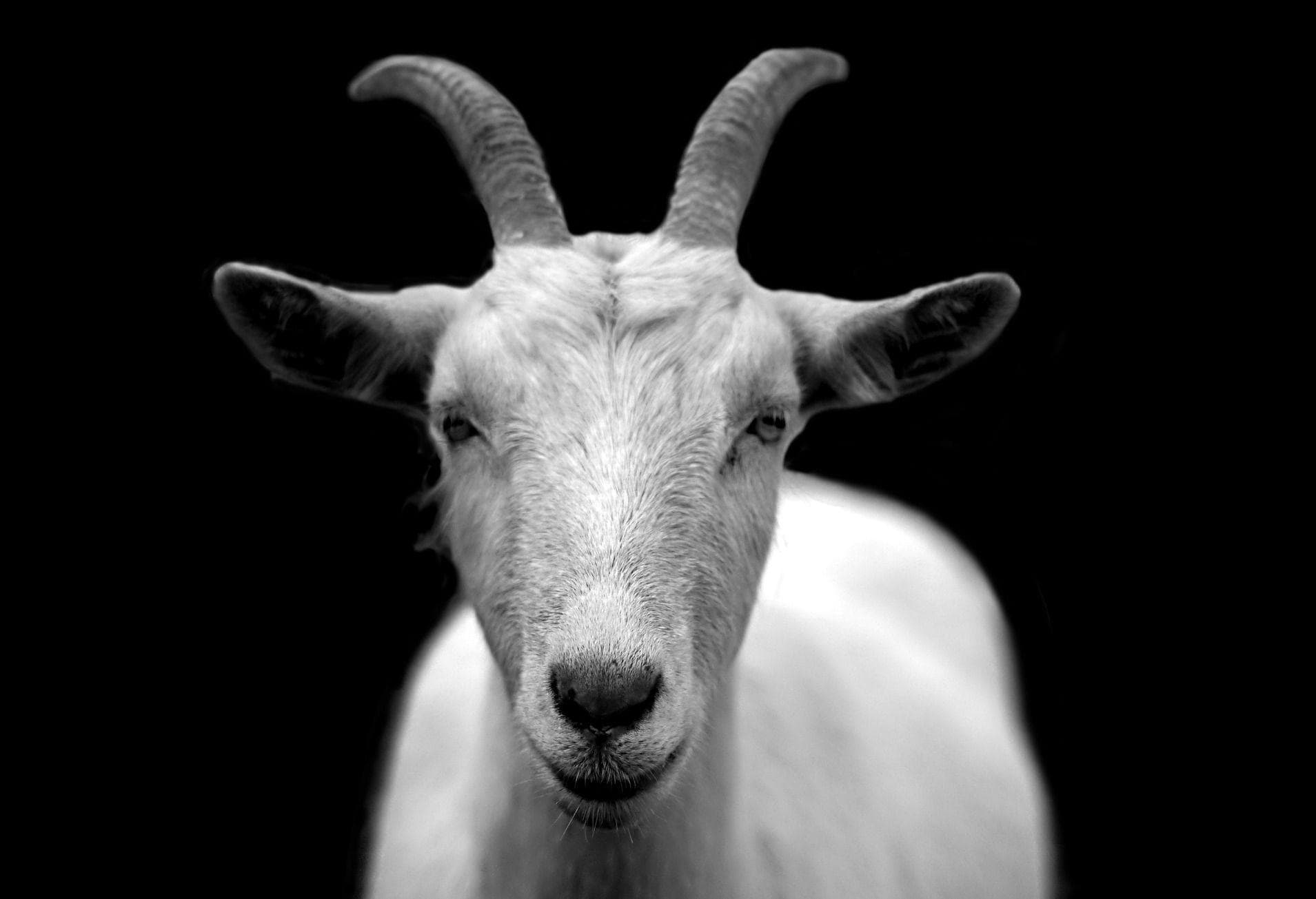 Most Unique Backstories Fueling The Goatman Urban Legend