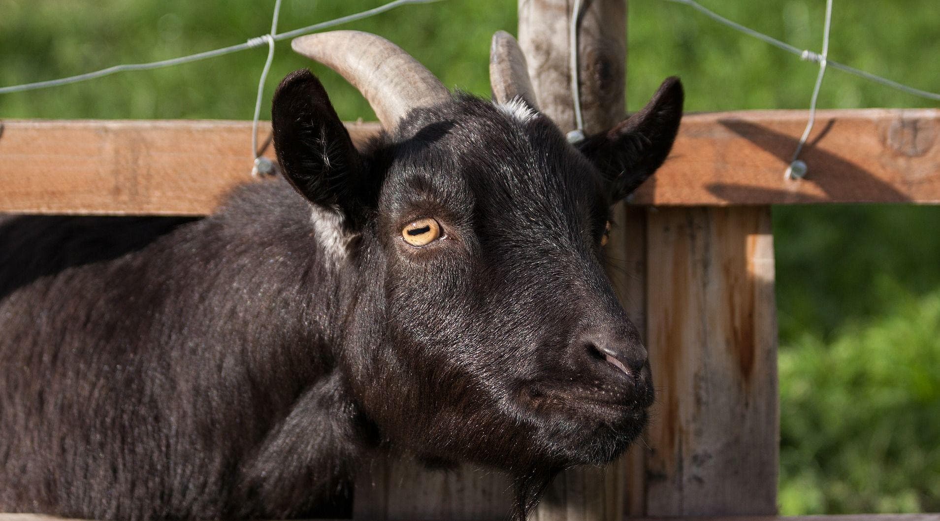 Most Unique Backstories Fueling The Goatman Urban Legend