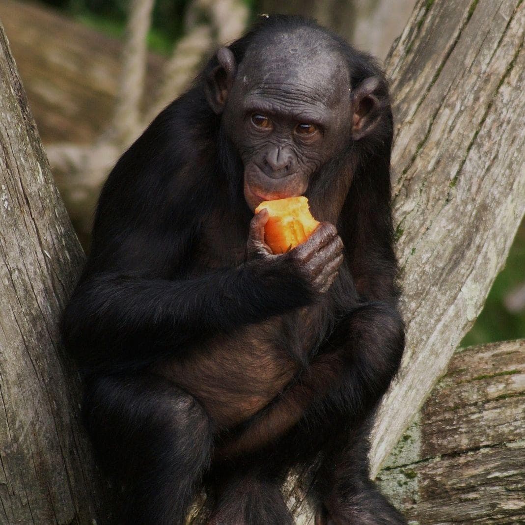 Ape Trivia 20 Interesting Facts About Apes