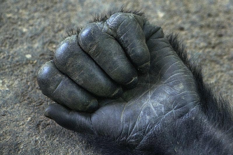 Ape Trivia | 20 Interesting Facts About Apes