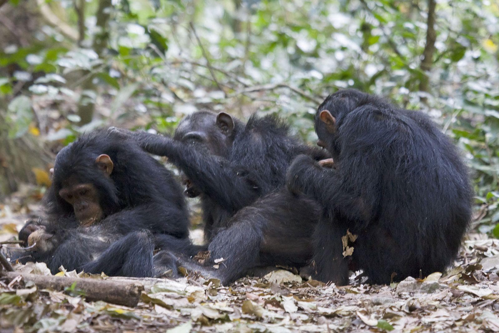 Ape Trivia | 20 Interesting Facts About Apes