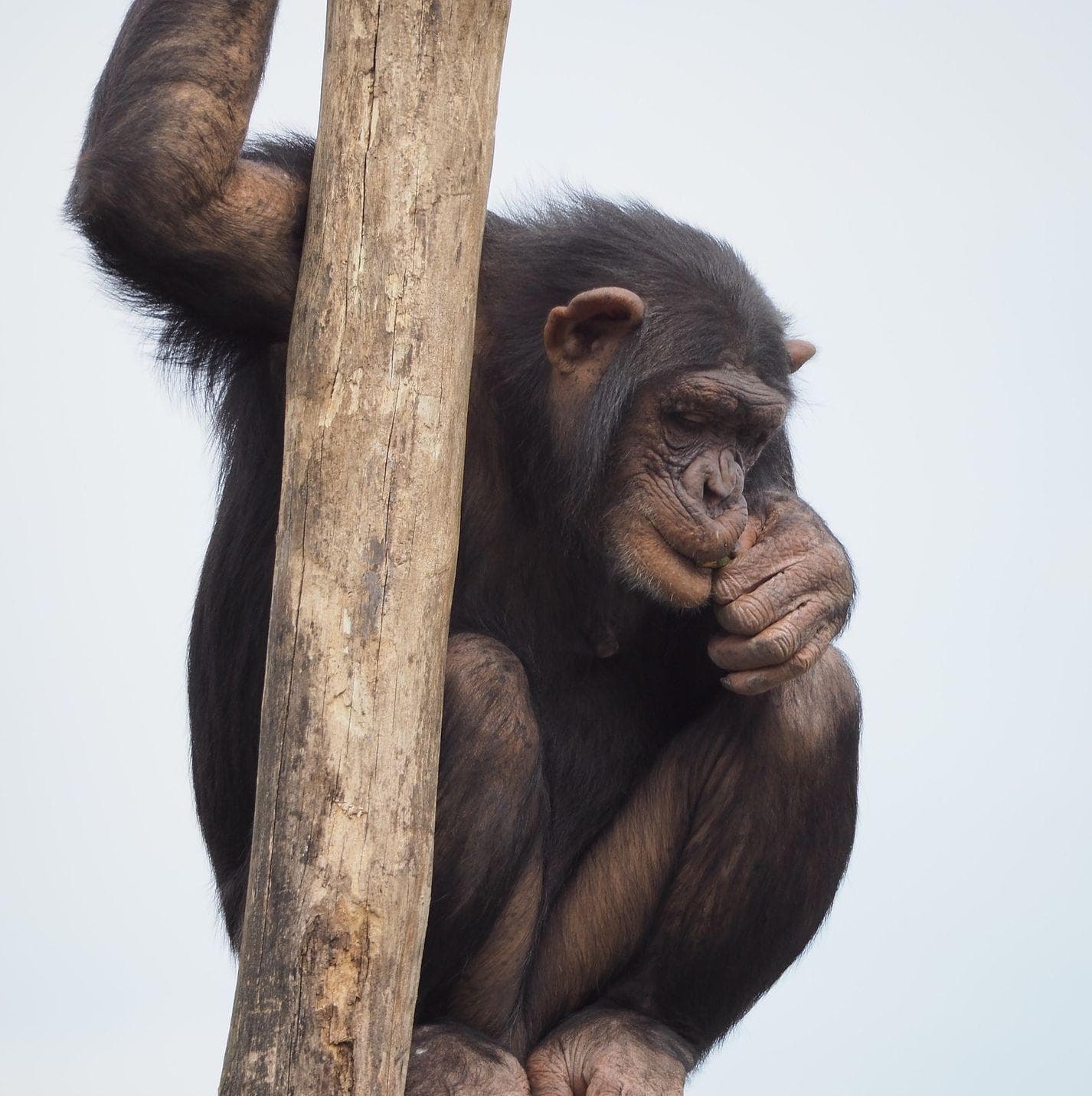 Ape Trivia | 20 Interesting Facts About Apes