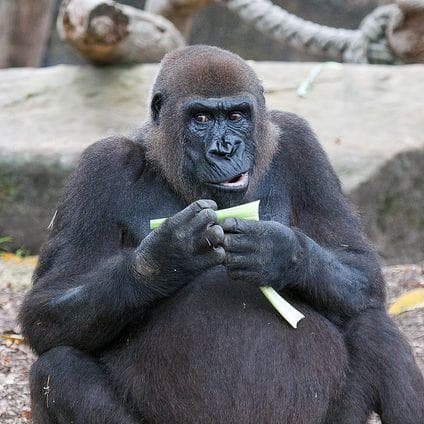 Ape Trivia | 20 Interesting Facts About Apes