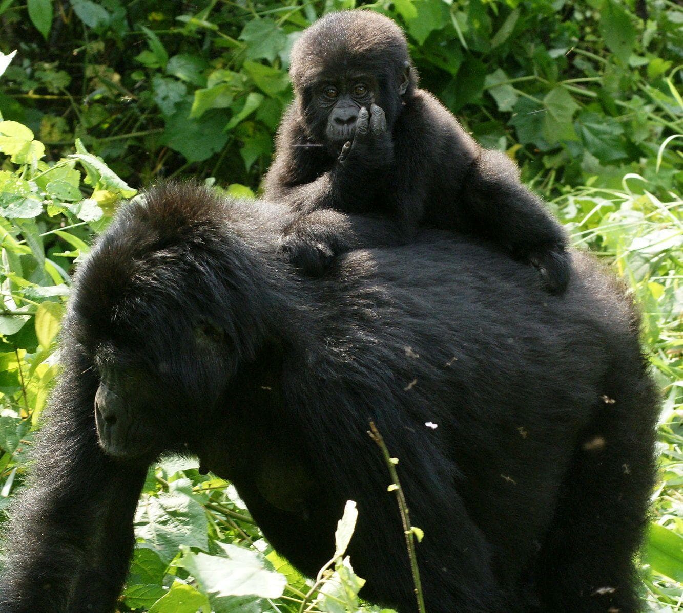 Ape Trivia | 20 Interesting Facts About Apes