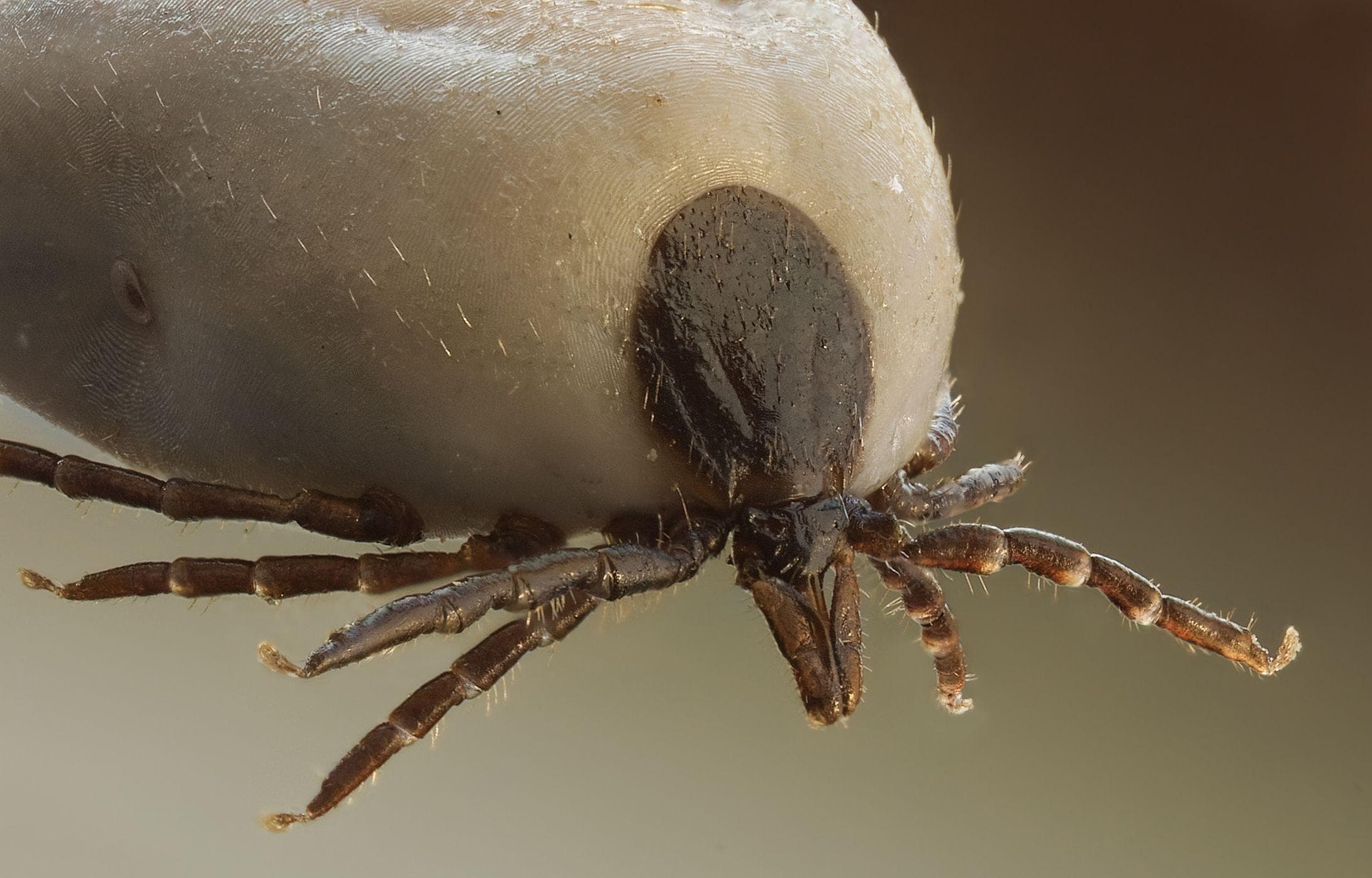 Do Vampires Exist? Real-Life Examples of Vampires, Including Humans