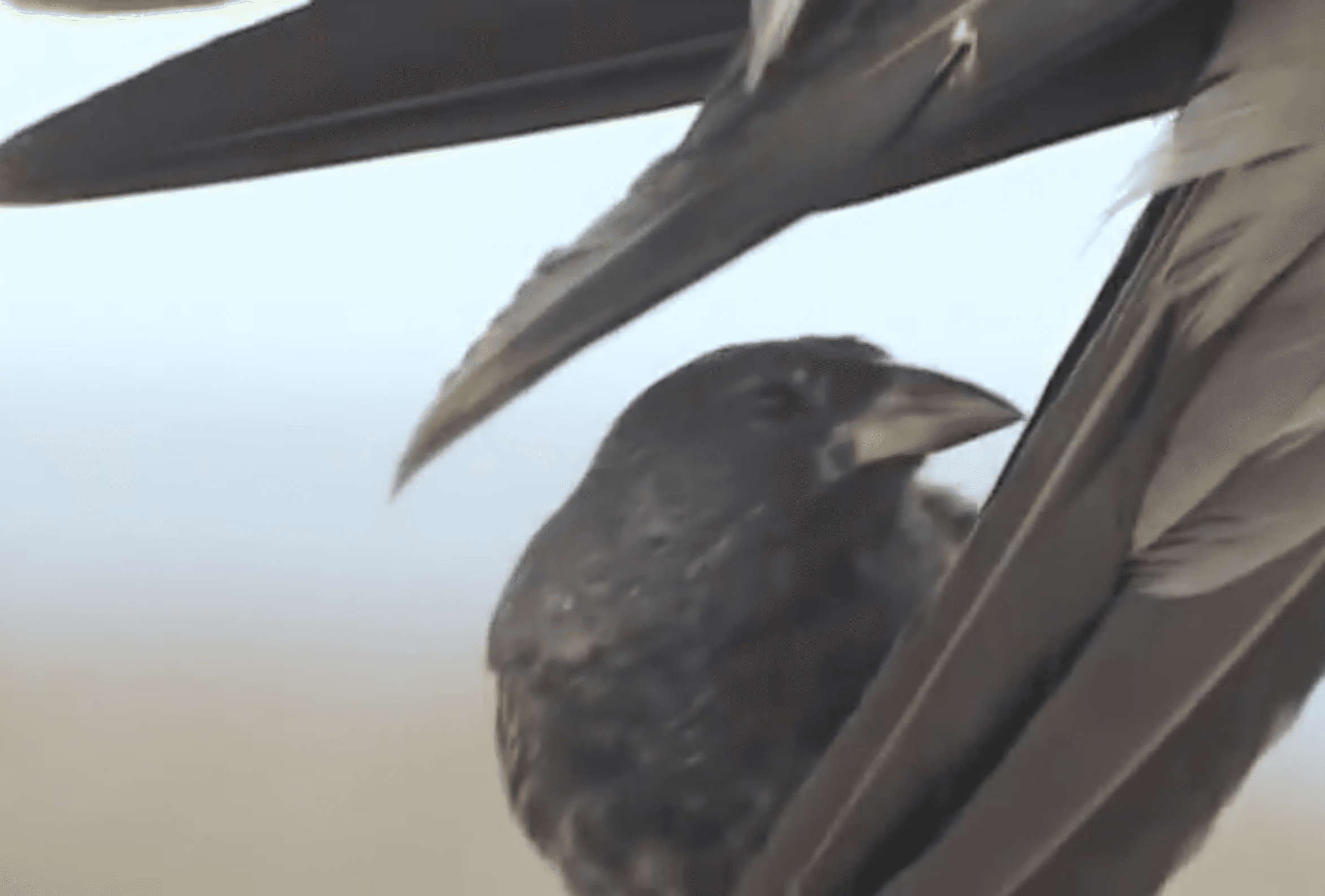 Do Vampires Exist? Real-Life Examples of Vampires, Including Humans