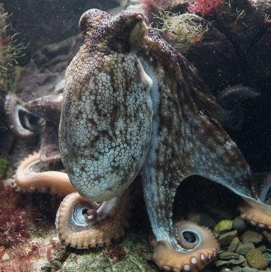 Cool Facts About Cephalopod Intelligence