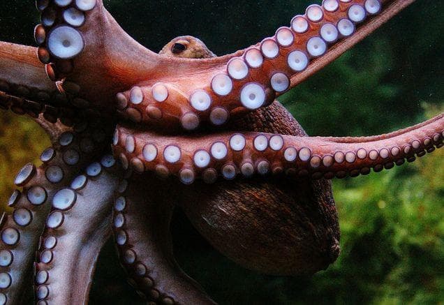 Cool Facts About Cephalopod Intelligence
