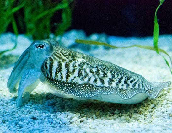 Cool Facts About Cephalopod Intelligence