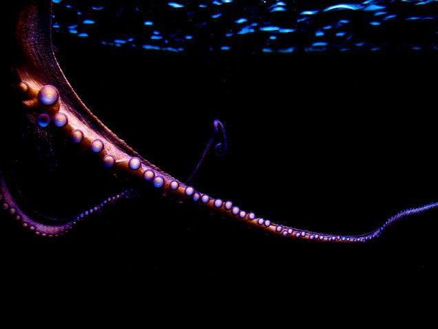 Cool Facts About Cephalopod Intelligence