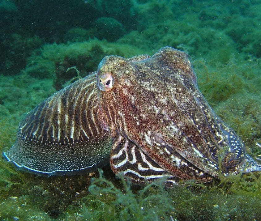 Cool Facts About Cephalopod Intelligence