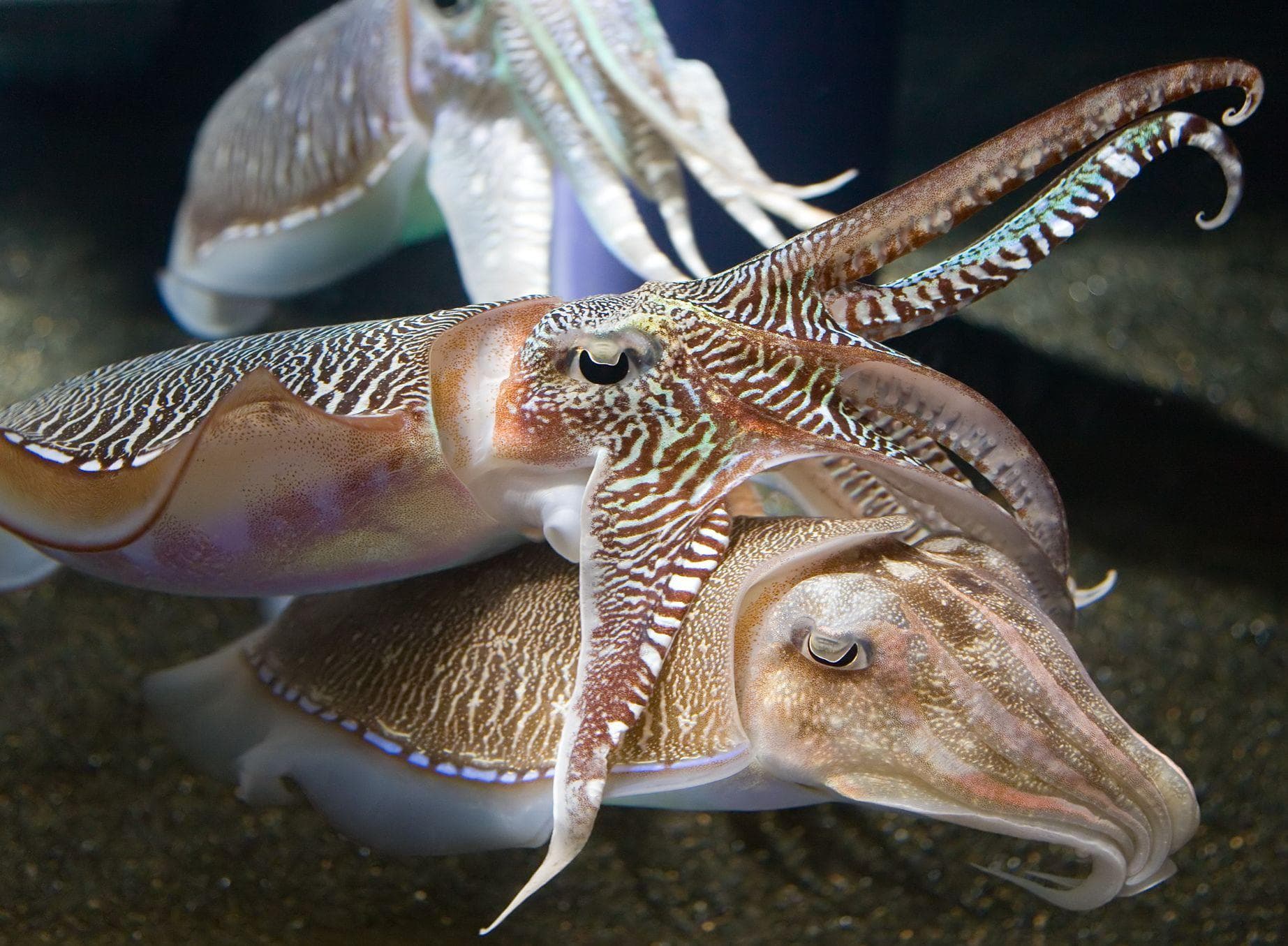 Cool Facts About Cephalopod Intelligence