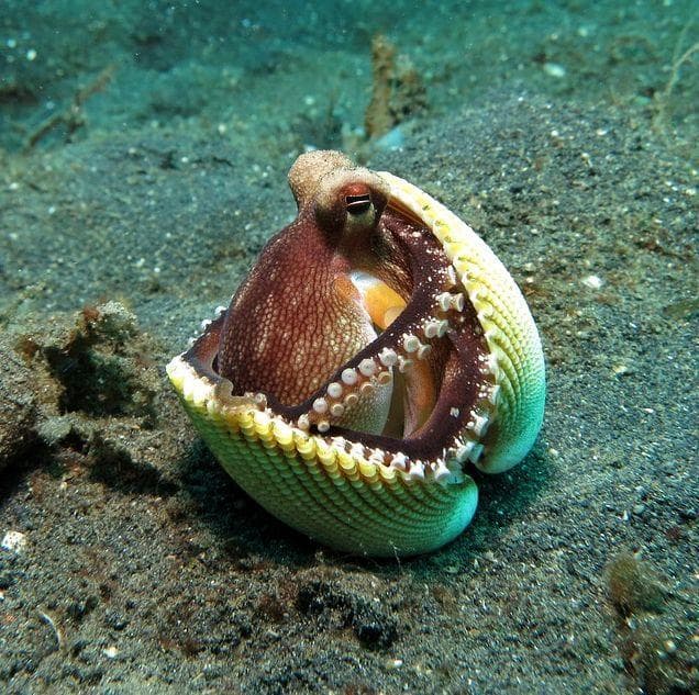Cool Facts About Cephalopod Intelligence