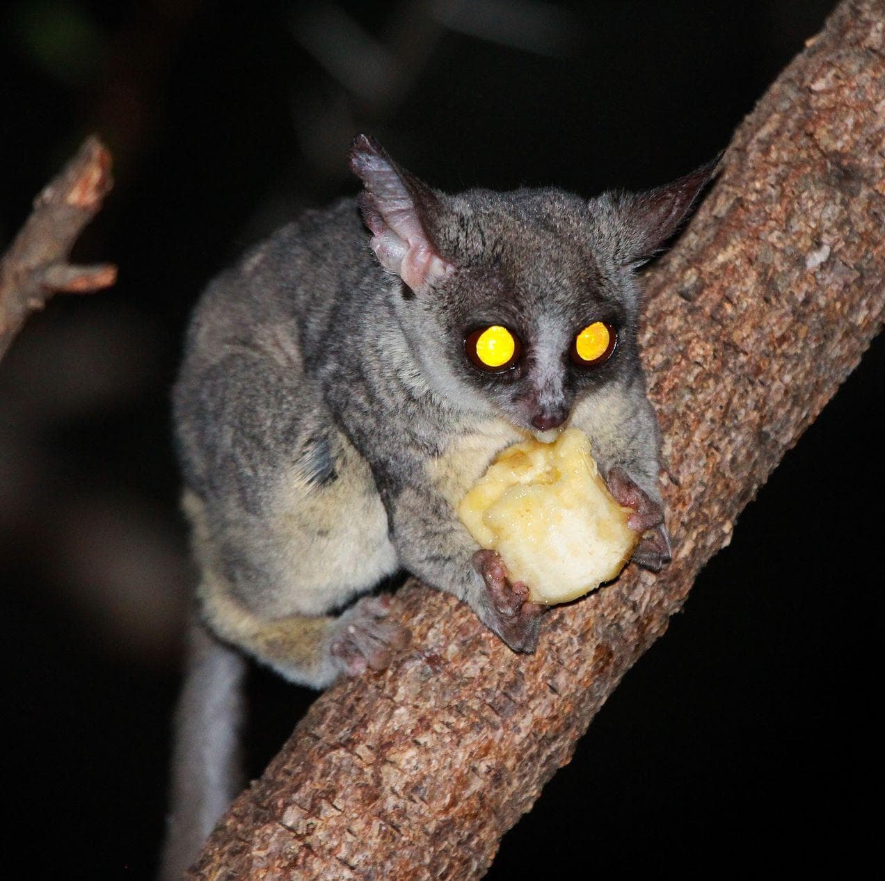 Cool Things You Didn't Know About Circadian Rhythm