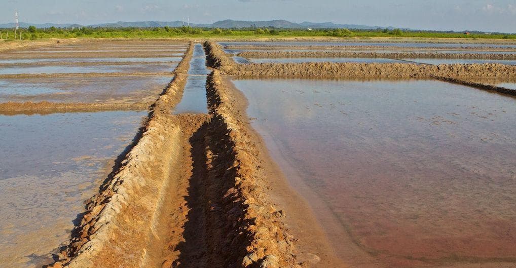 Fascinating Things You Didn't Know About Salt