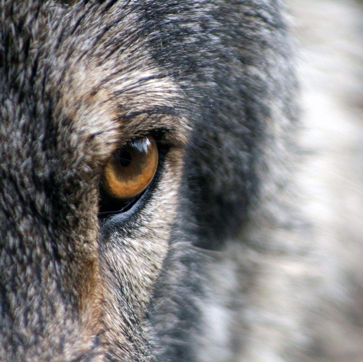 Stories and Theories About "The Skinwalker Ranch"