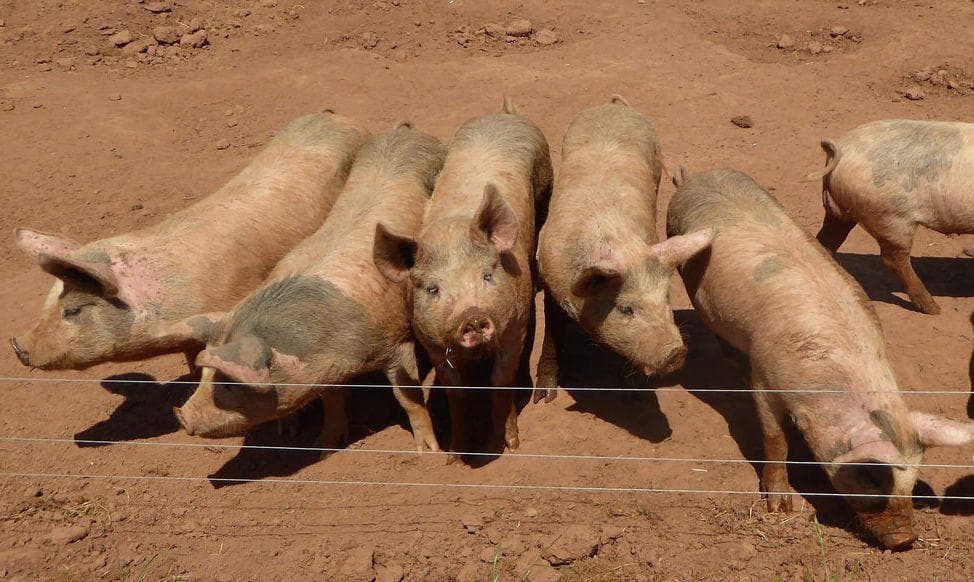 Uncommon Anatomical Facts About Common Animals