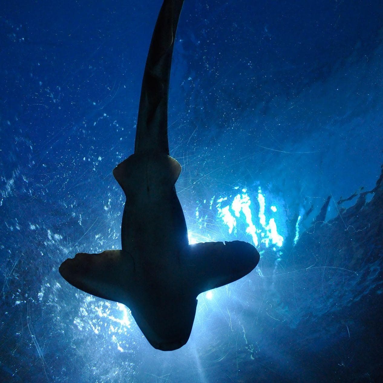 The Holy Grails of Lost Media