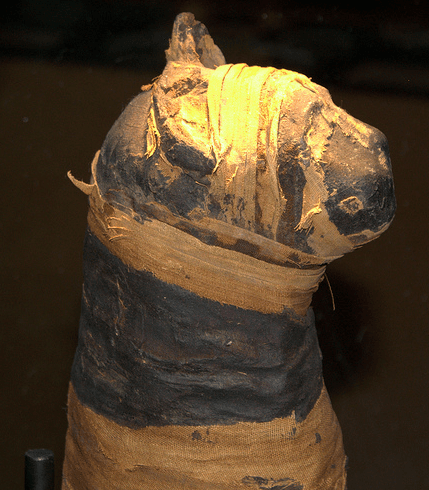 Things You Didn't Know About Cat Worship in History