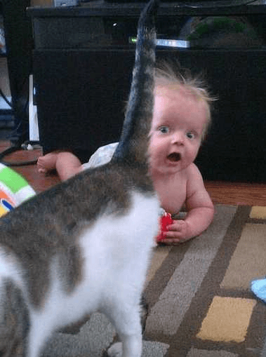 The Greatest Baby Photobombs Ever