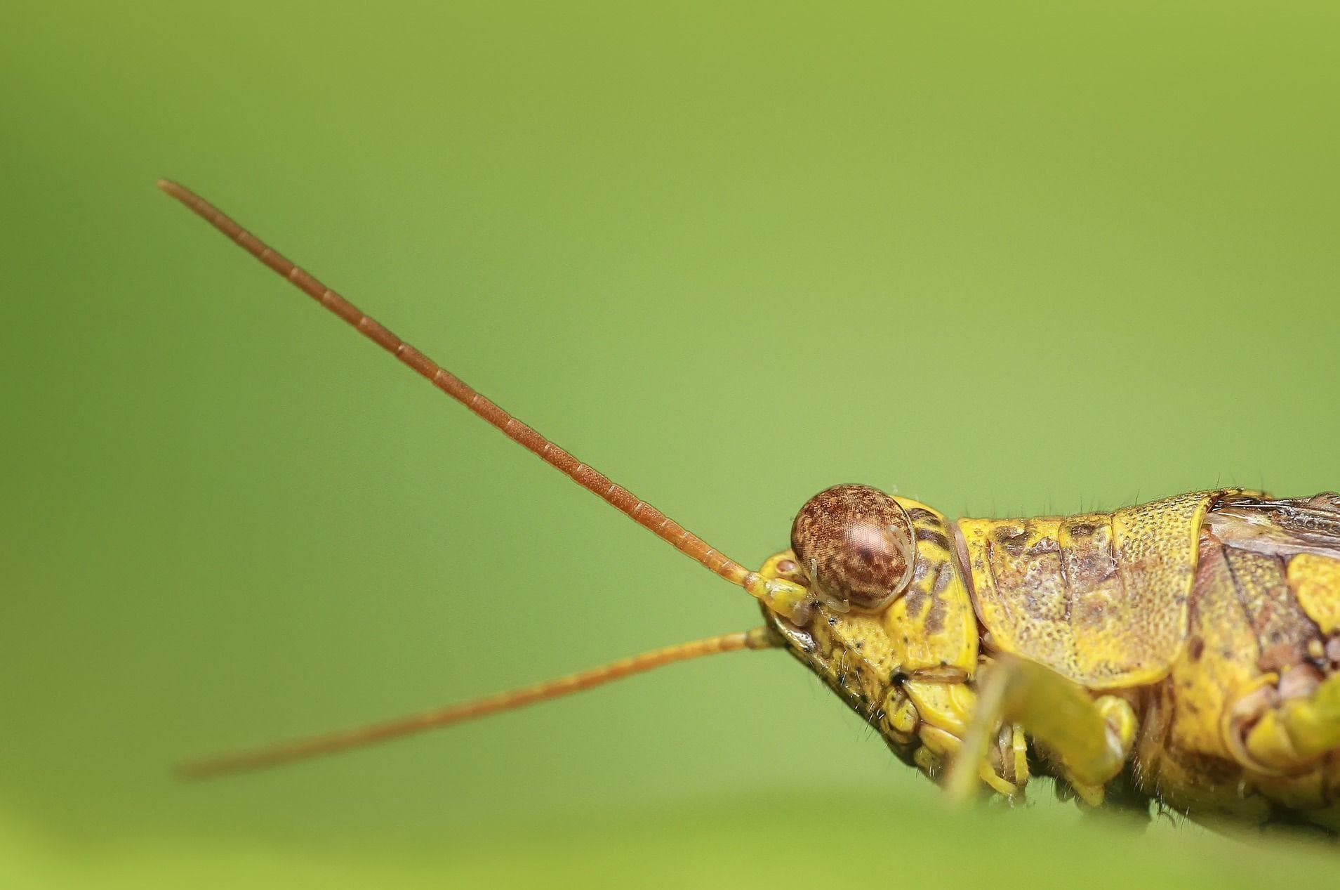 22 Surprising Facts About Yawning You Probably Didn't Know