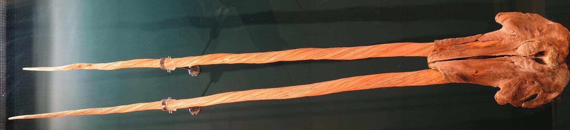 Gnarly Things You Didn't Know About Narwhals