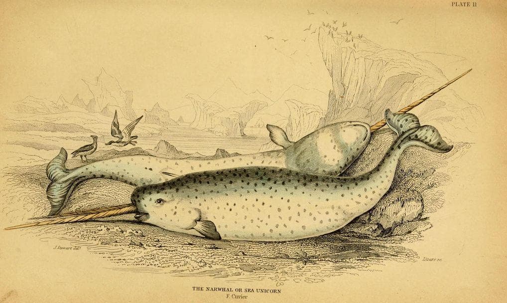 Gnarly Things You Didn't Know About Narwhals