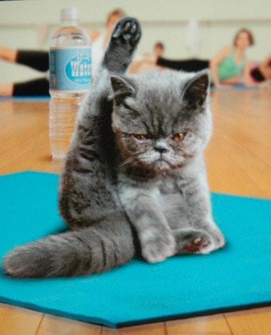 25 Totally Zen Animals Doing Yoga