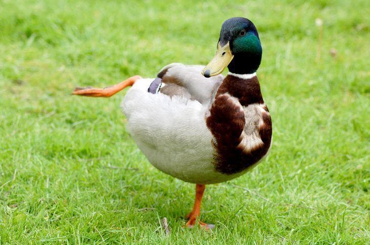 25 Totally Zen Animals Doing Yoga