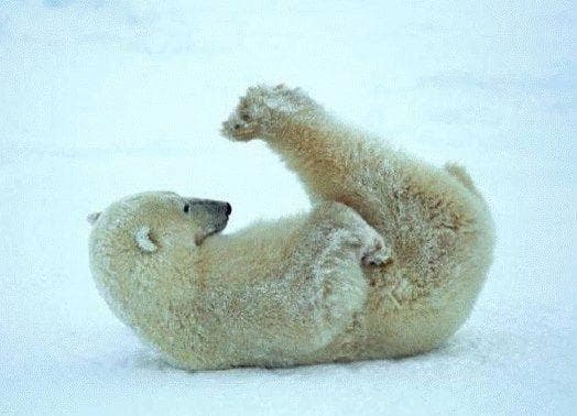 25 Totally Zen Animals Doing Yoga