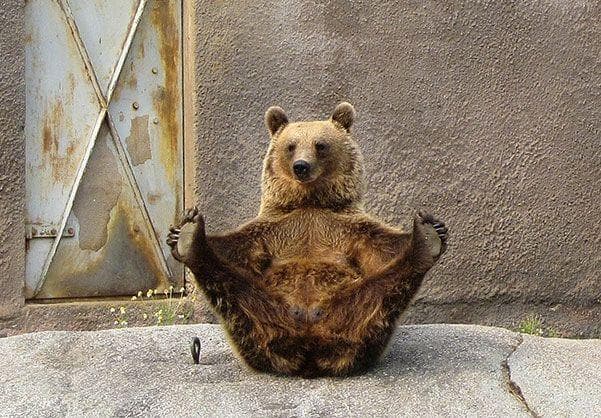 25 Totally Zen Animals Doing Yoga