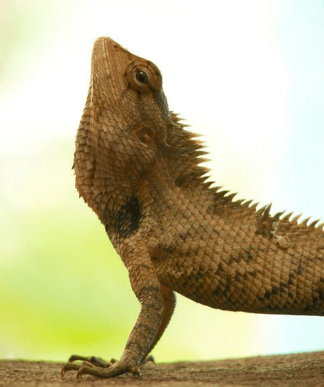 25 Totally Zen Animals Doing Yoga