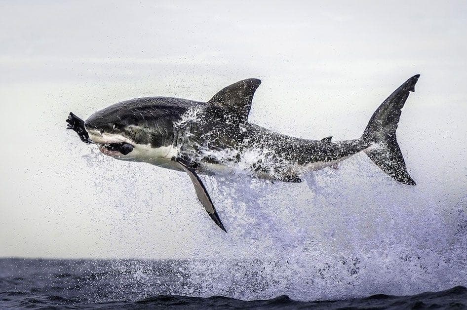 20 Magical "Once in a Lifetime" Photos Taken at the Perfect Time