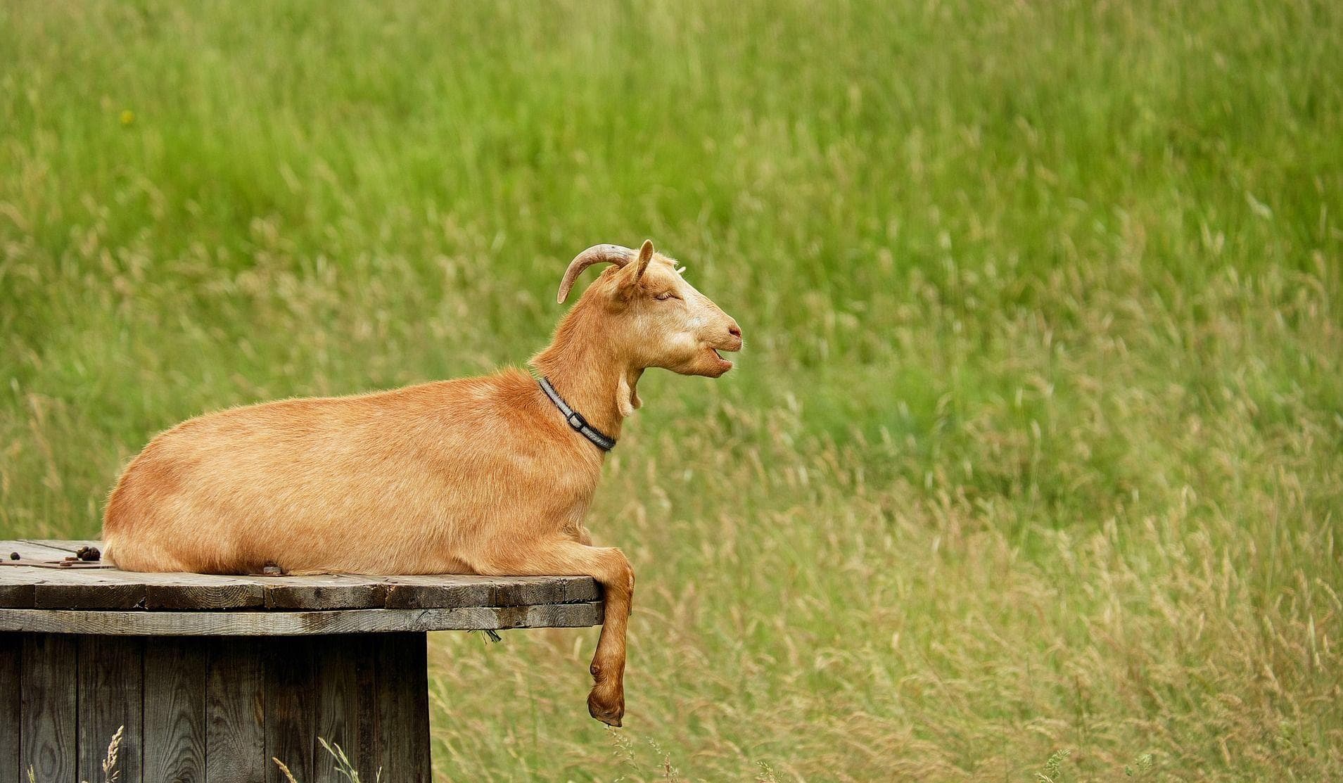 15 Weird People Who Had Romantic Relationships with Animals