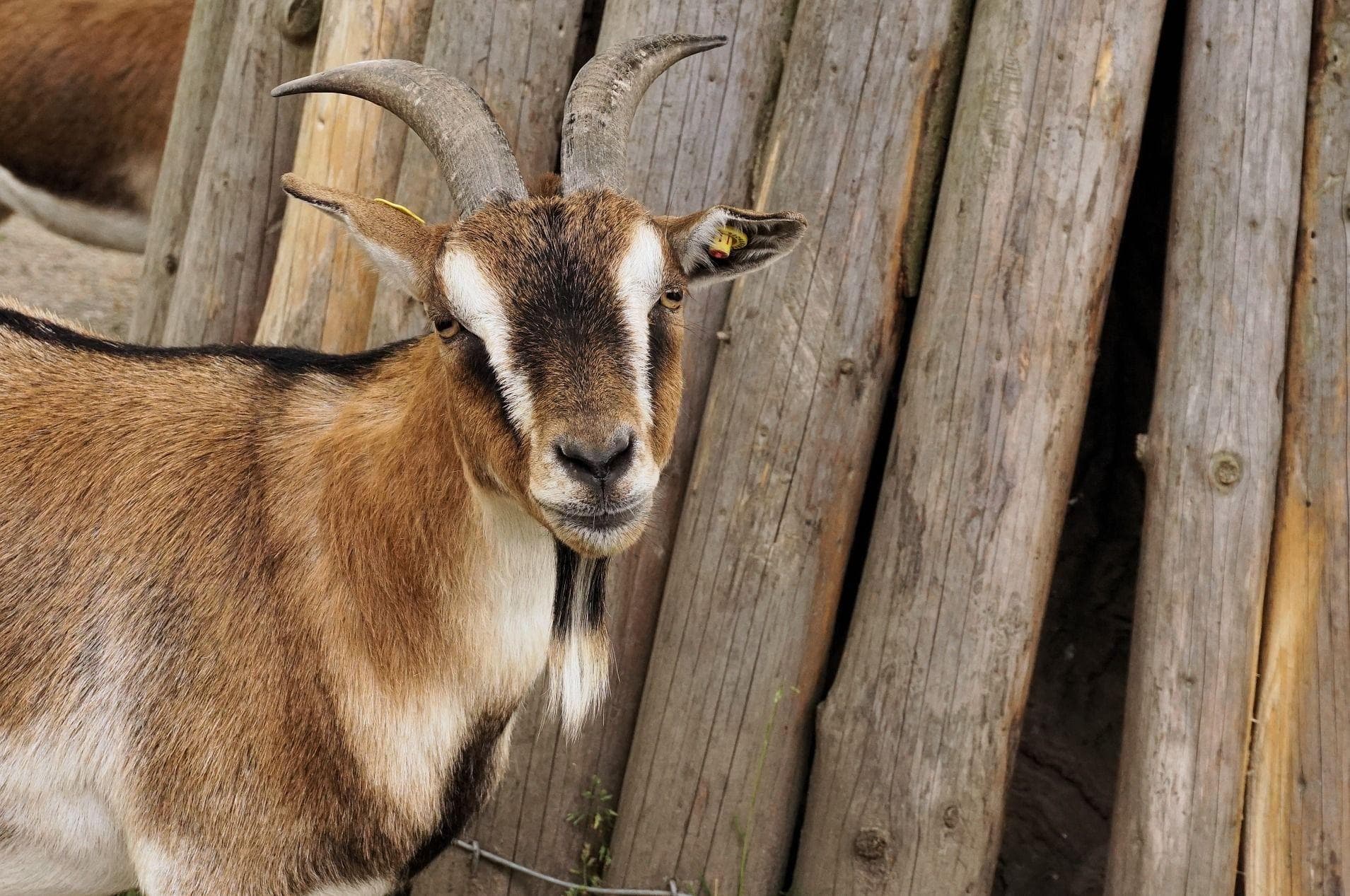 15 Weird People Who Had Romantic Relationships with Animals