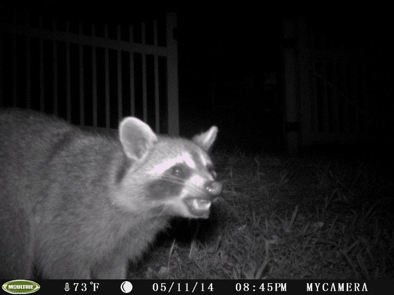 19 Photos of Your Favorite Cute Animals Looking Scary as Hell