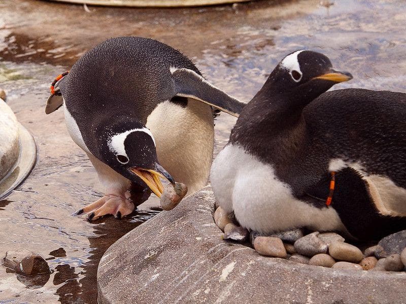 19 Photos of Your Favorite Cute Animals Looking Scary as Hell
