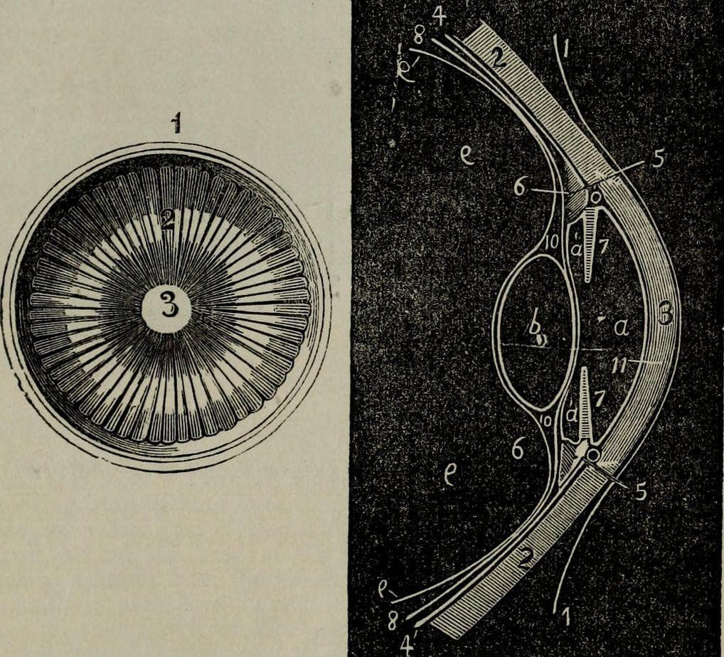 Surprising Traits You Didn't Know Were Vestigial