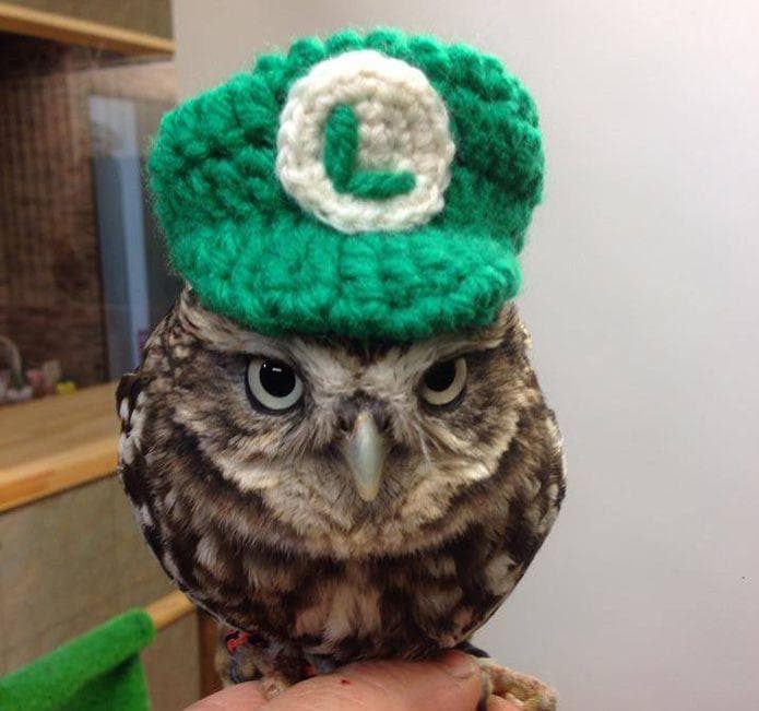 24 Fetch Birds All Decked Out in Adorable Hats