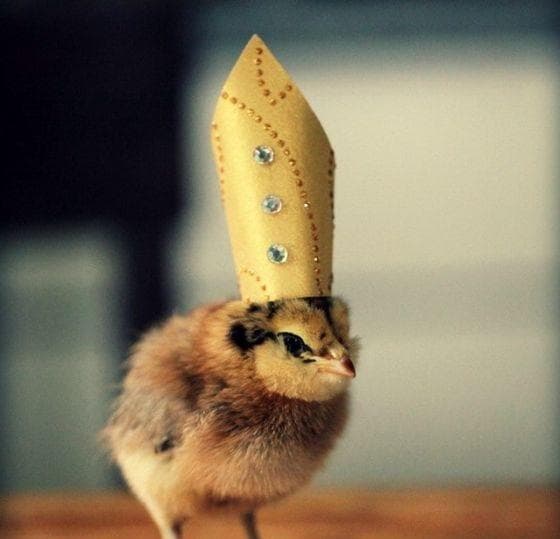 24 Fetch Birds All Decked Out in Adorable Hats