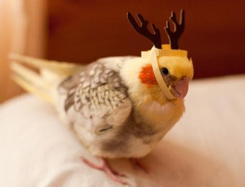 24 Fetch Birds All Decked Out in Adorable Hats