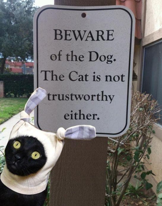 22 Funny "Beware of Cat" Signs to be Taken Seriously