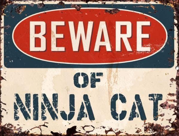 22 Funny "Beware of Cat" Signs to be Taken Seriously