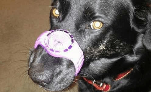 The 25 Greatest Visual Puns in the History of the Internet