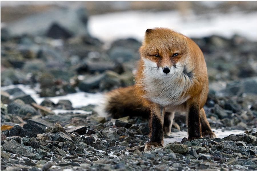 The Funniest 'Windy Day' Photos Ever