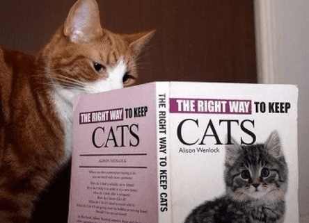Cats Reading Books About Cats