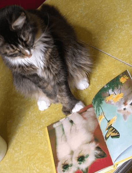 Cats Reading Books About Cats