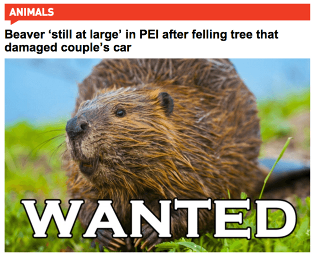 The 26 Most Canadian Headlines Ever Written Eh